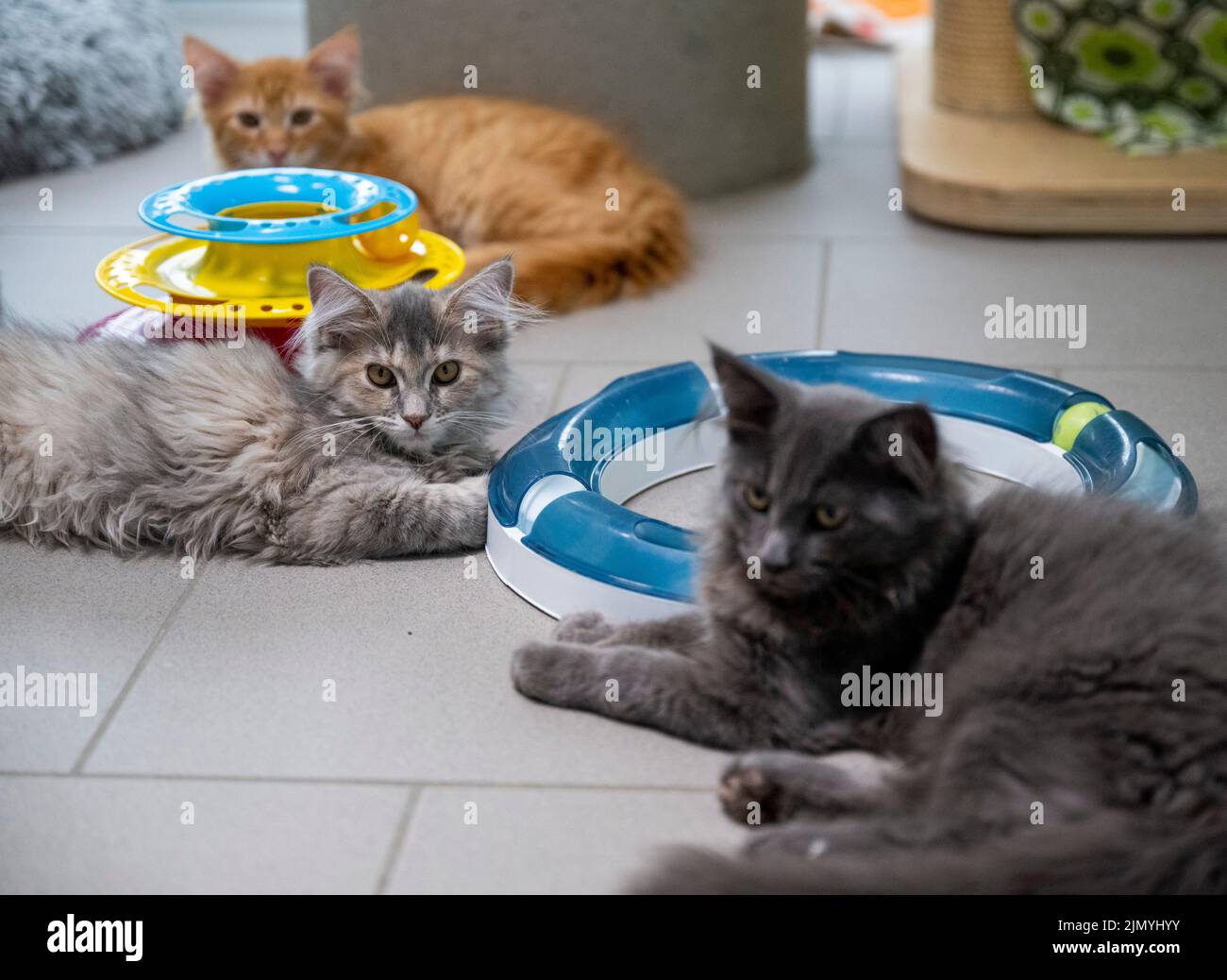 Berlin, Germany. 05th Aug, 2022. Three young cats lie in the mother and ...