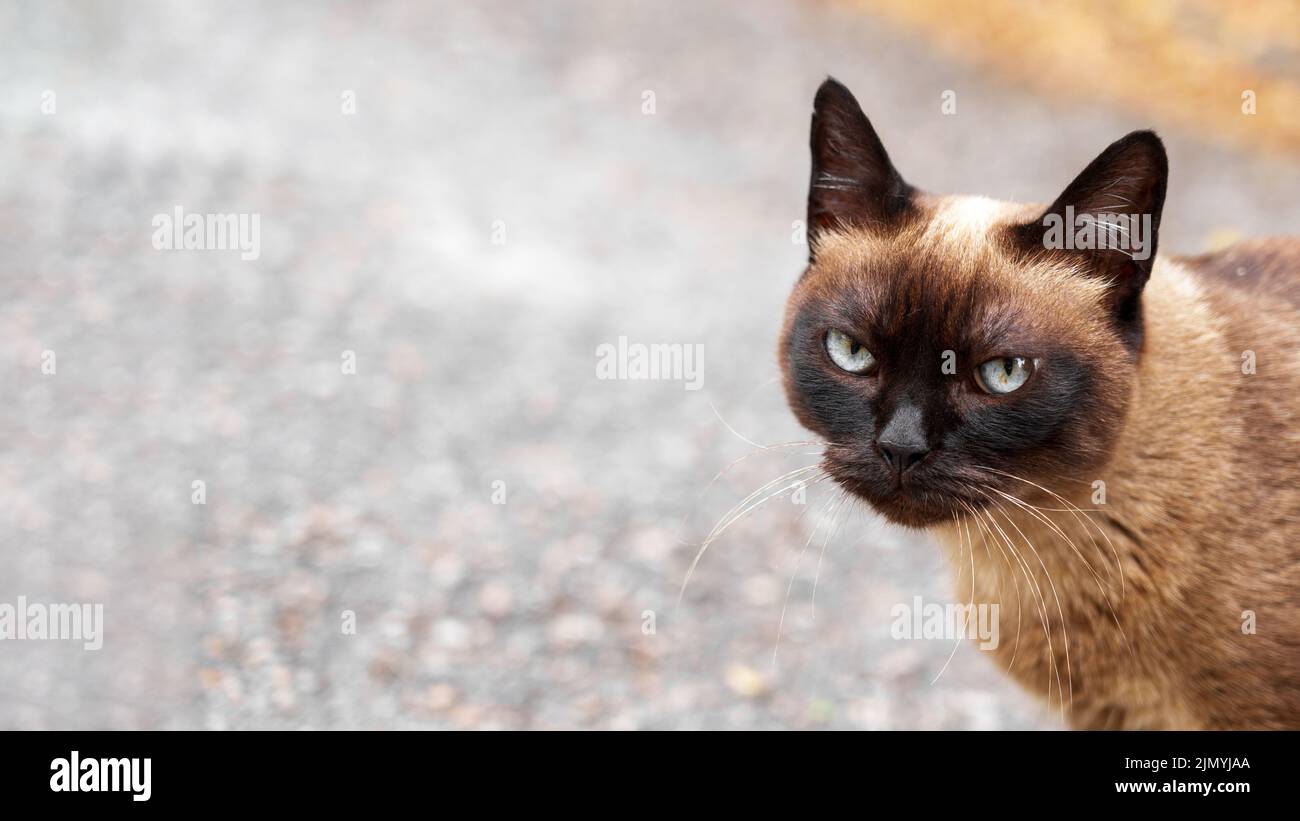 Siamese stray cat on an asphalt road in a city street. Close-up ...