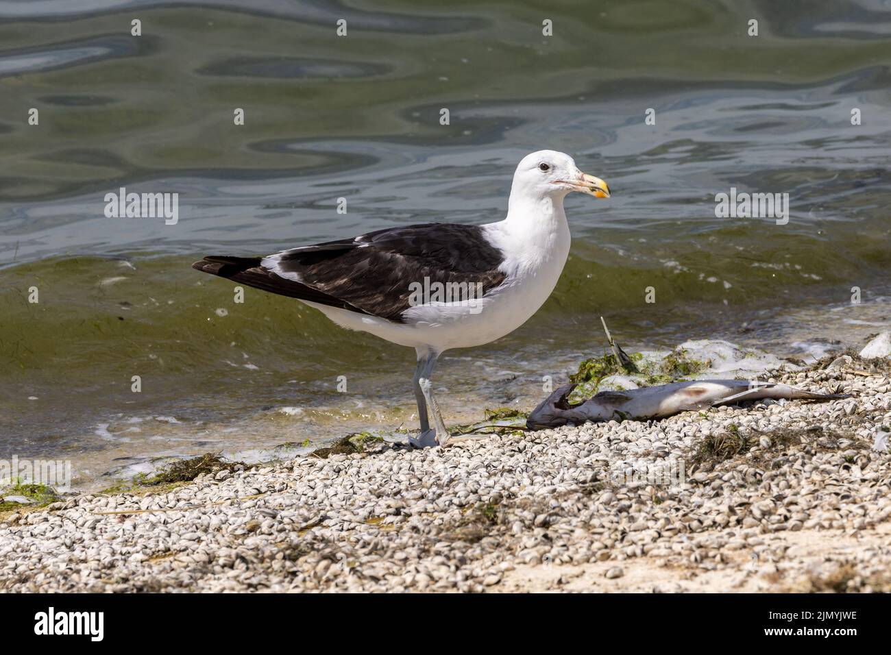 Dead trout hi-res stock photography and images - Alamy