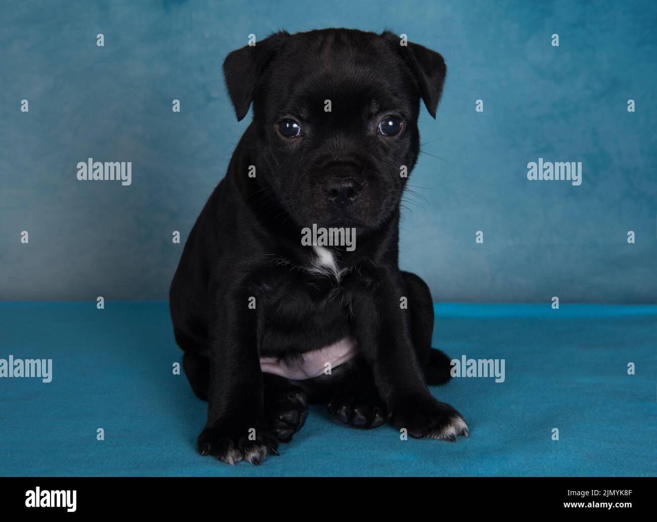 Cute blue staffordshire puppies hi-res stock photography and images - Alamy