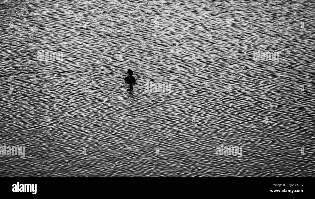 An aerial grayscale of a duck on the lake Stock Photo - Alamy