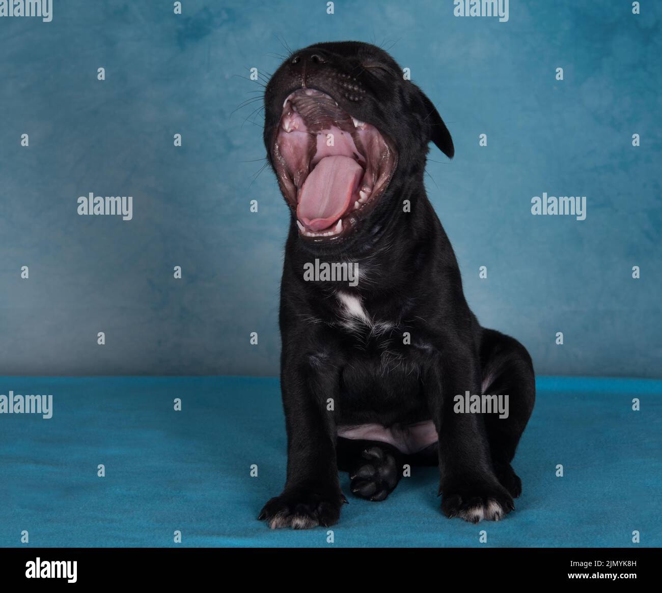 American staffordshire terrier teeth hi-res stock photography and ...