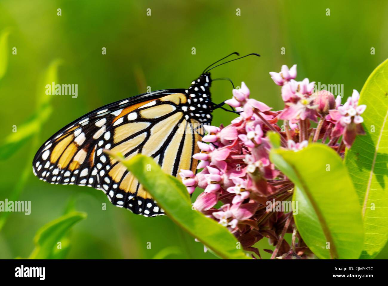 A monarch butterfly feasts on the nectar of milkweed blooms Stock Photo ...
