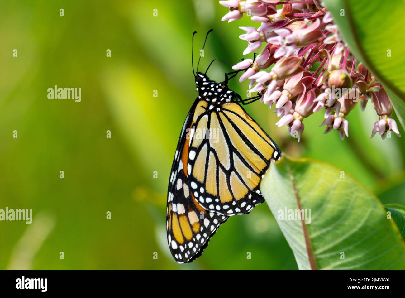 A monarch butterfly feasts on the nectar of milkweed blooms Stock Photo ...