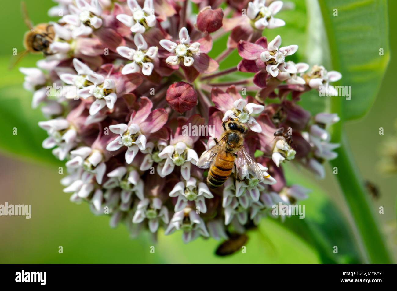 A honey bee feasts on the common milkweed blooms. Additional bees ...