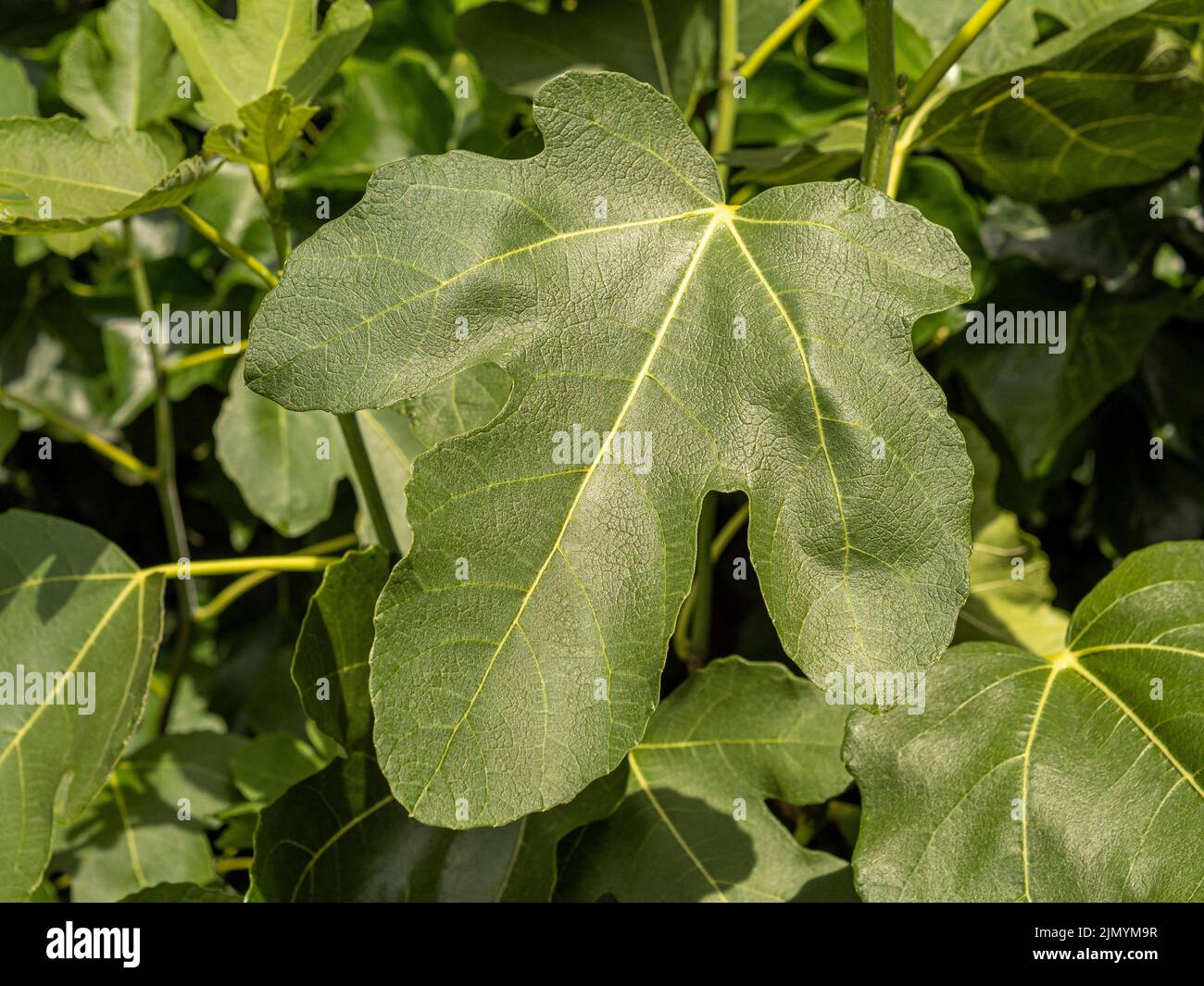 Closeup of the edible leathery lobed leaf of Ficus carica 'Brown Turkey' commonly know as a Fig ...