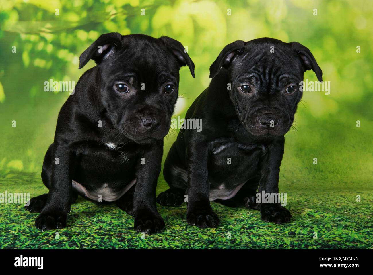 Two Black female American Staffordshire Bull Terrier dogs puppies on ...