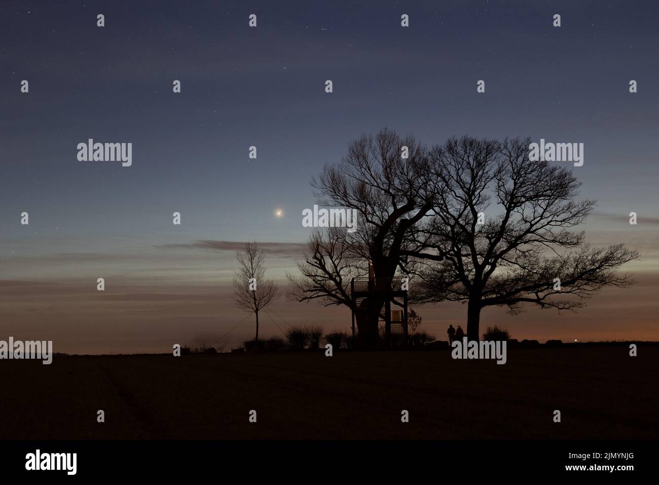 Jupiter tree hi-res stock photography and images - Alamy