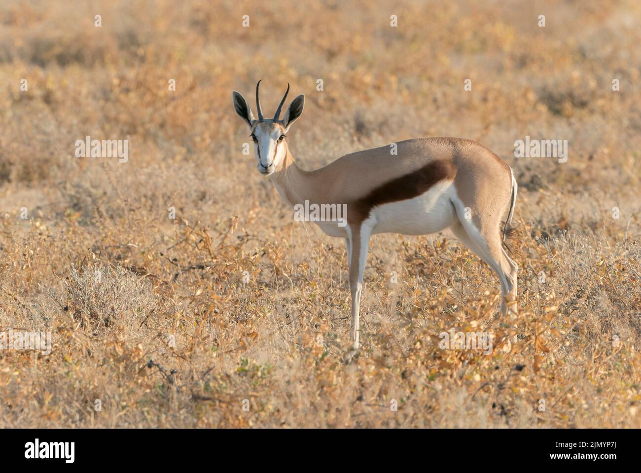 Springbok, Antidorcas marsupialis, single adult standing on short ...