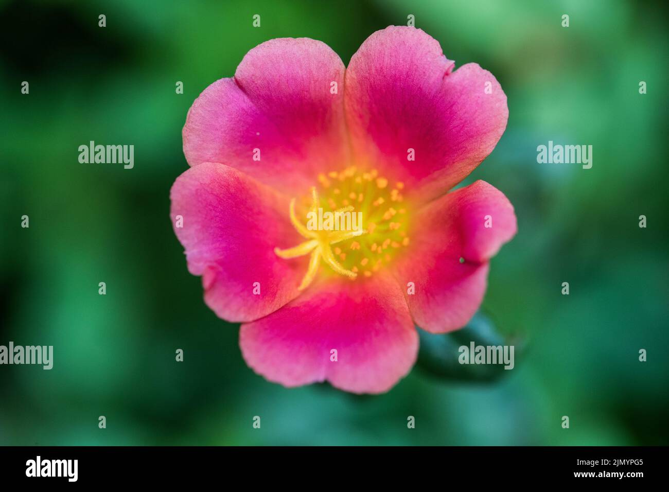 beautiful red pink flower at green background Stock Photo - Alamy