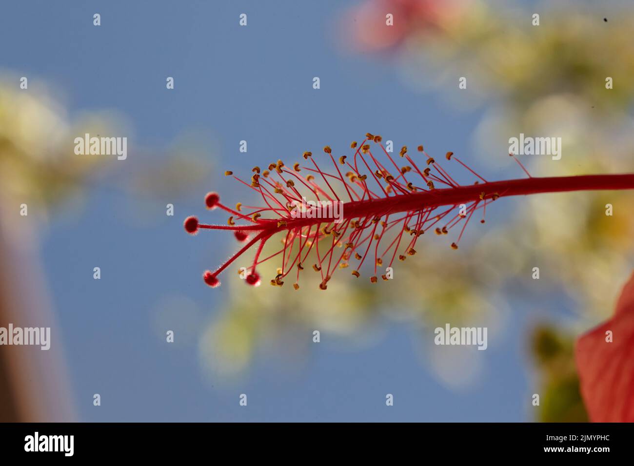 one beautiful long red flower Stock Photo - Alamy