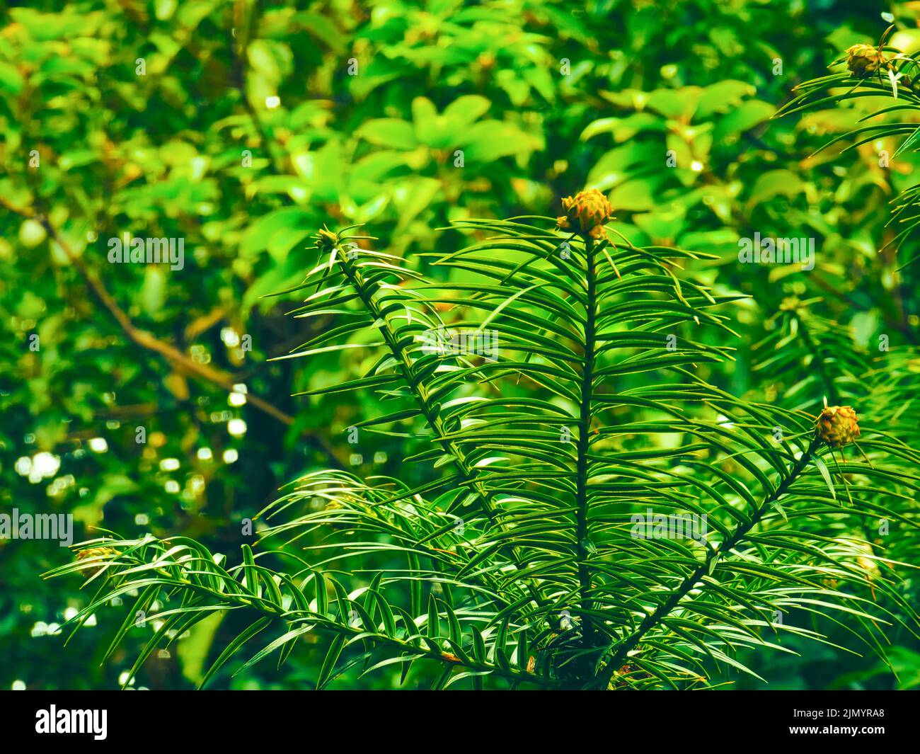A closeup of a cypress tree branch against trees background Stock Photo ...