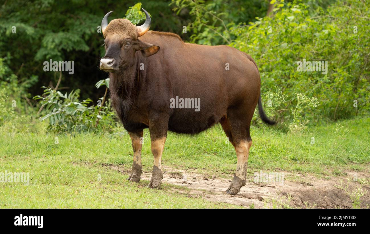 Indian beast hi-res stock photography and images - Alamy