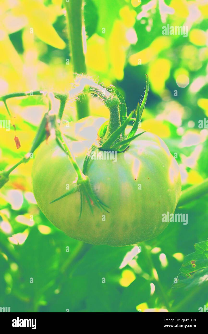 Fresh summer tomato growing on the vine in the kitchen garden Stock ...