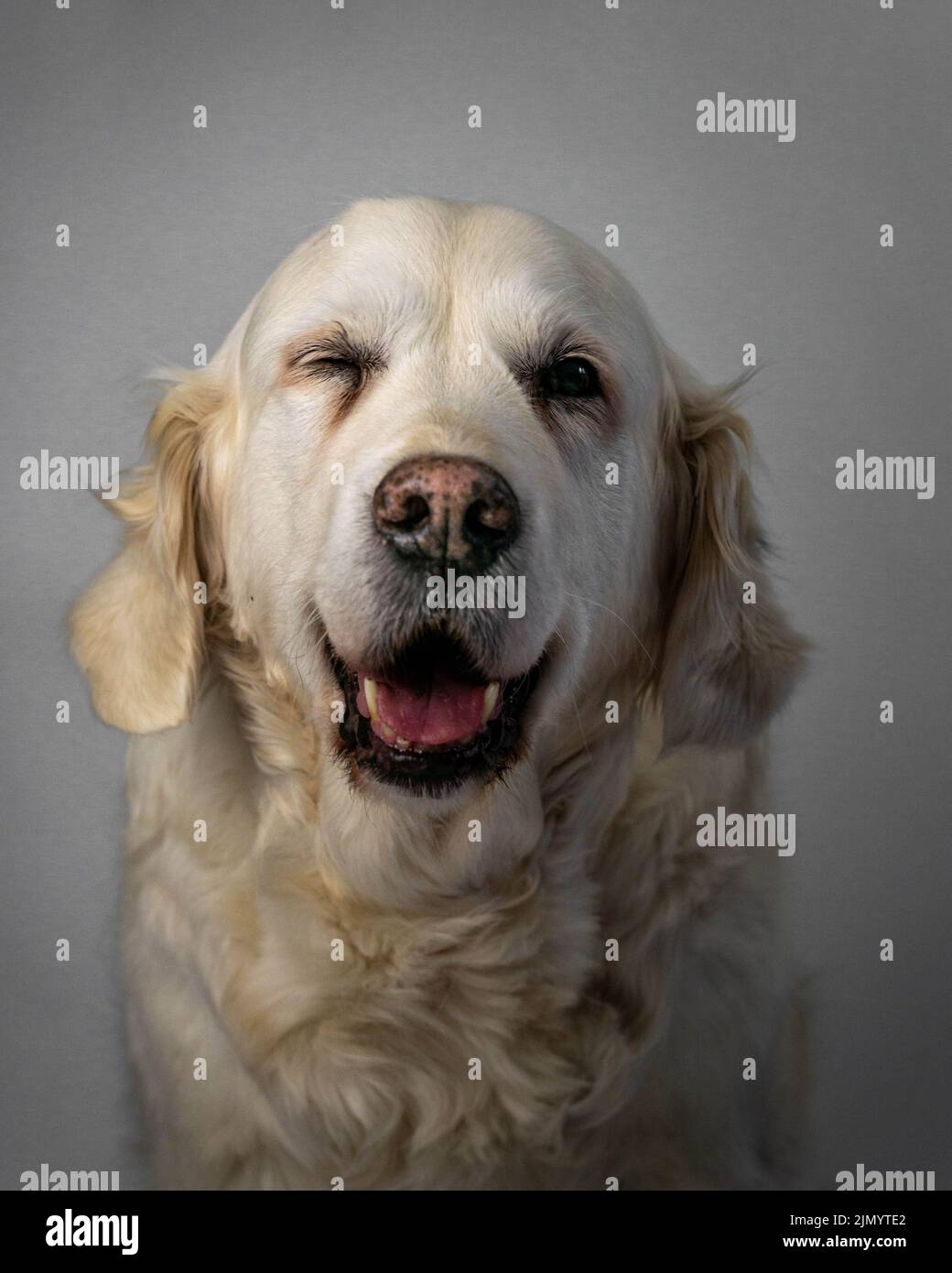A vertical portrait of a golden retriever smiling on a gray background ...