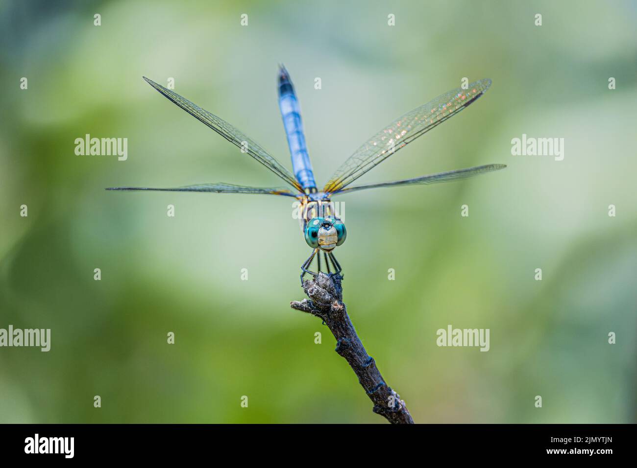 A macro shot of a dragonfly perched on top of a tree branch Stock Photo ...
