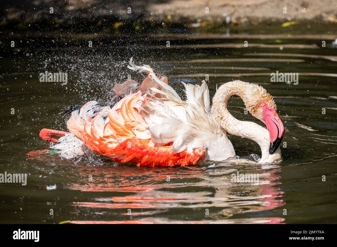 Splashing flamingo hi-res stock photography and images - Alamy