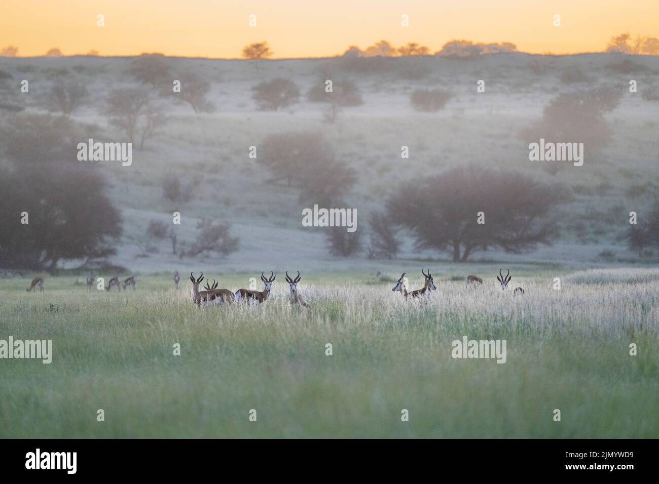Springbok antelope (Antidorcas marsupialis) early morning at sunrise ...