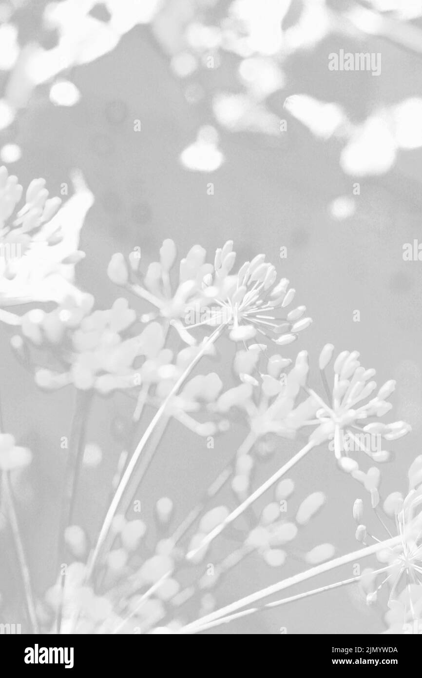 Closeup of the faint seed head of a fresh summer dill plant growing in ...