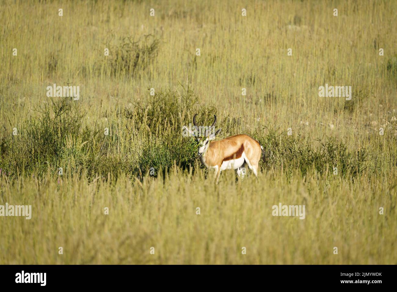 Springbok antelope (Antidorcas marsupialis) with grass in its antlers ...