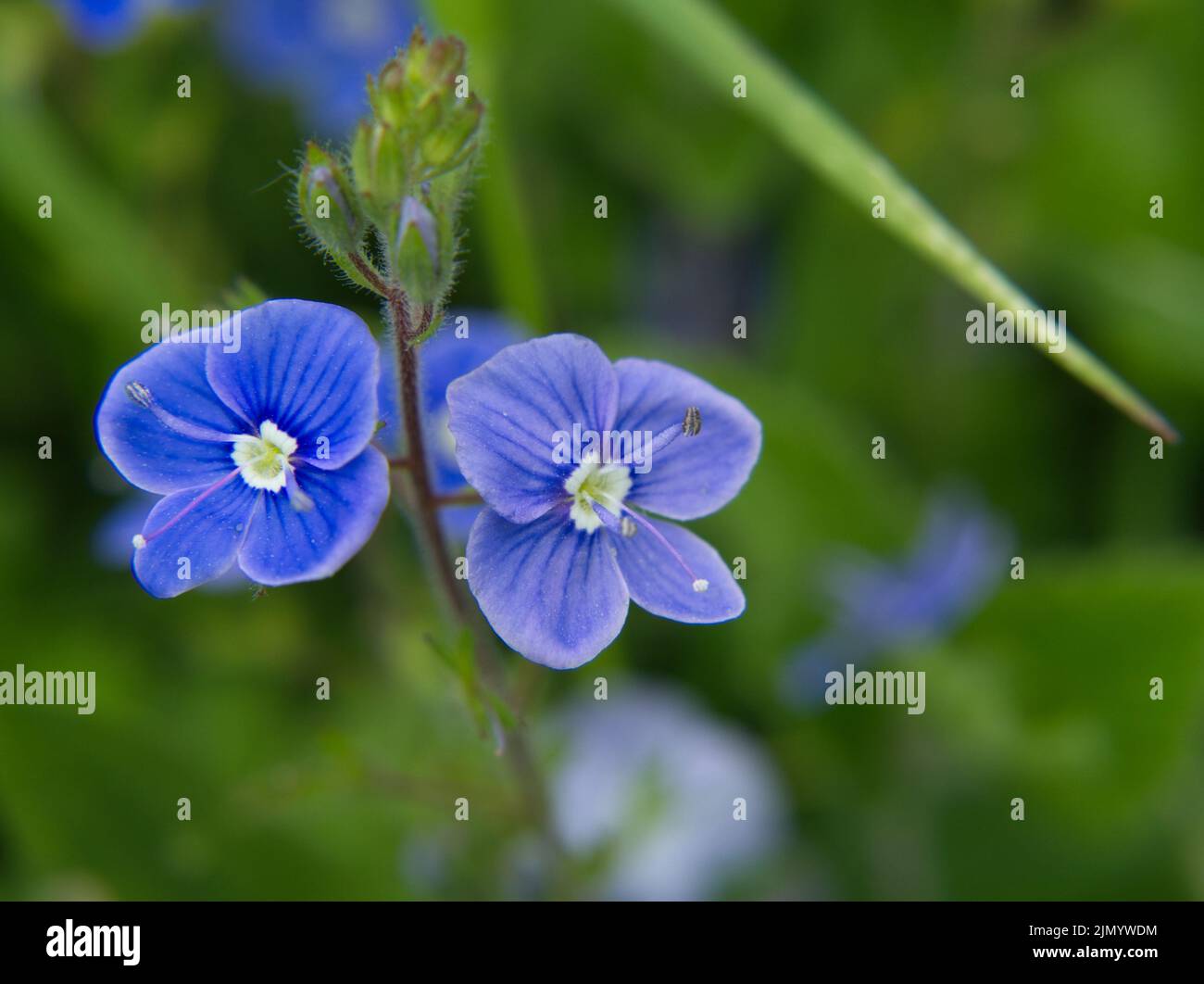 Speedwell flower June 2022 Stock Photo - Alamy