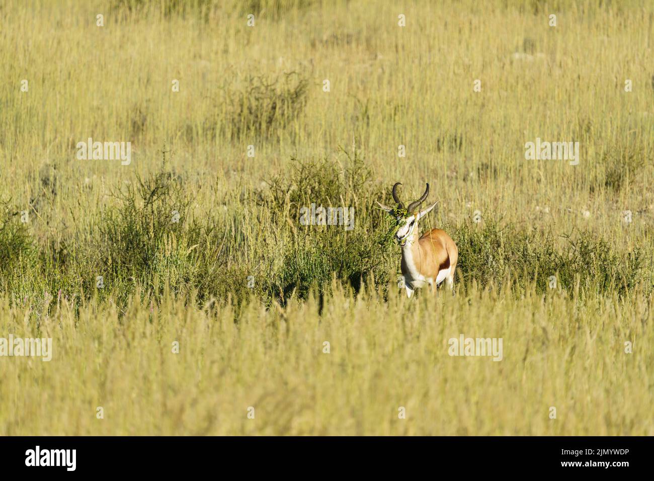 Springbok antelope (Antidorcas marsupialis) with grass in its antlers ...
