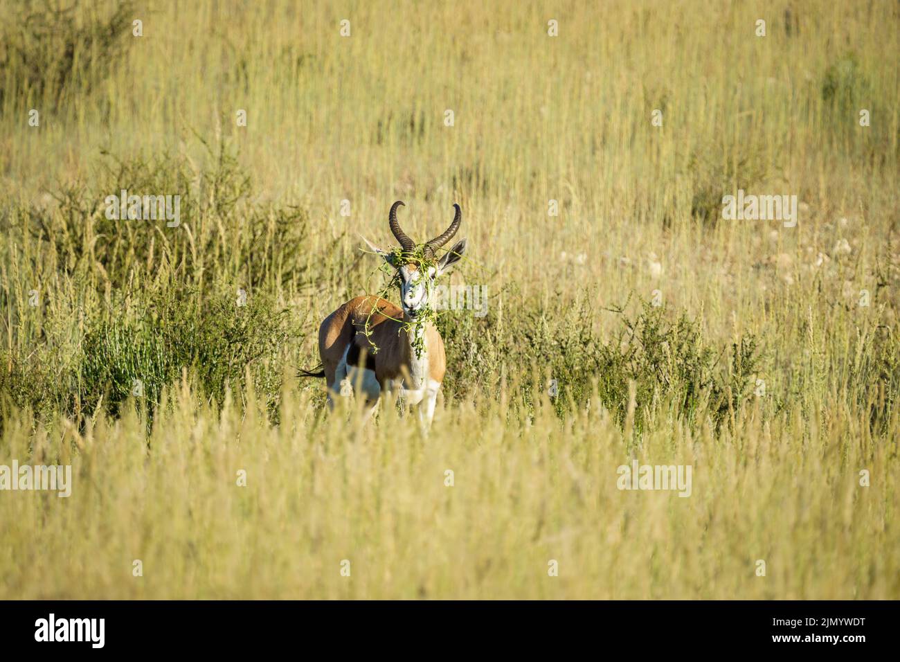 Springbok antelope (Antidorcas marsupialis) with grass in its antlers ...