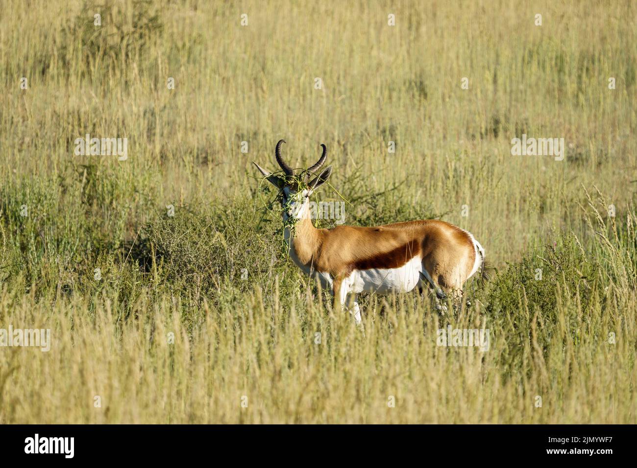 Springbok antelope (Antidorcas marsupialis) with grass in its antlers ...