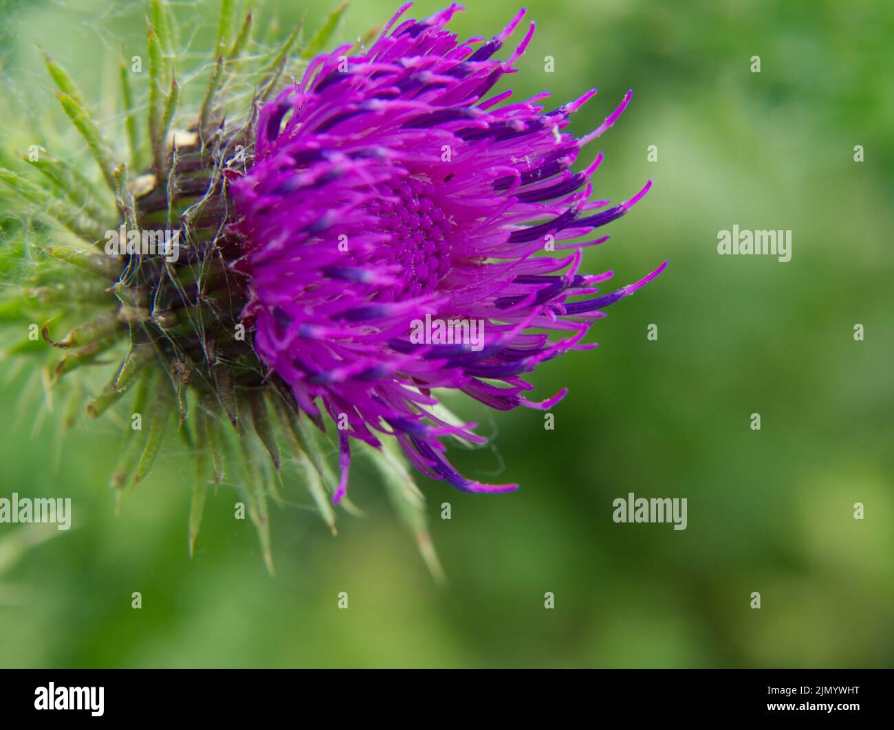 Curled thistle flower June 2022 Stock Photo - Alamy