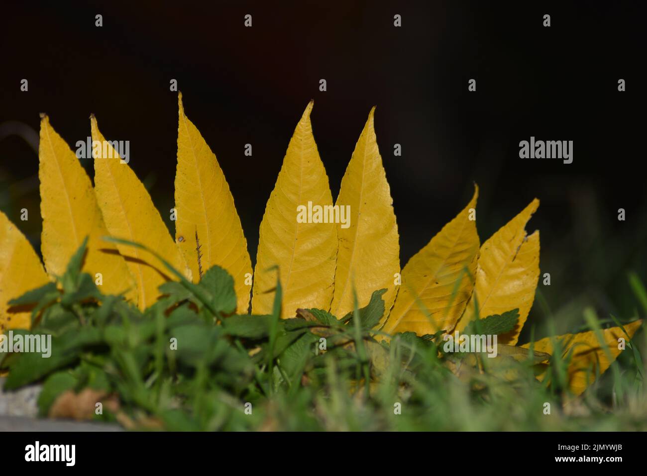 Leaves with dark background hi-res stock photography and images - Alamy