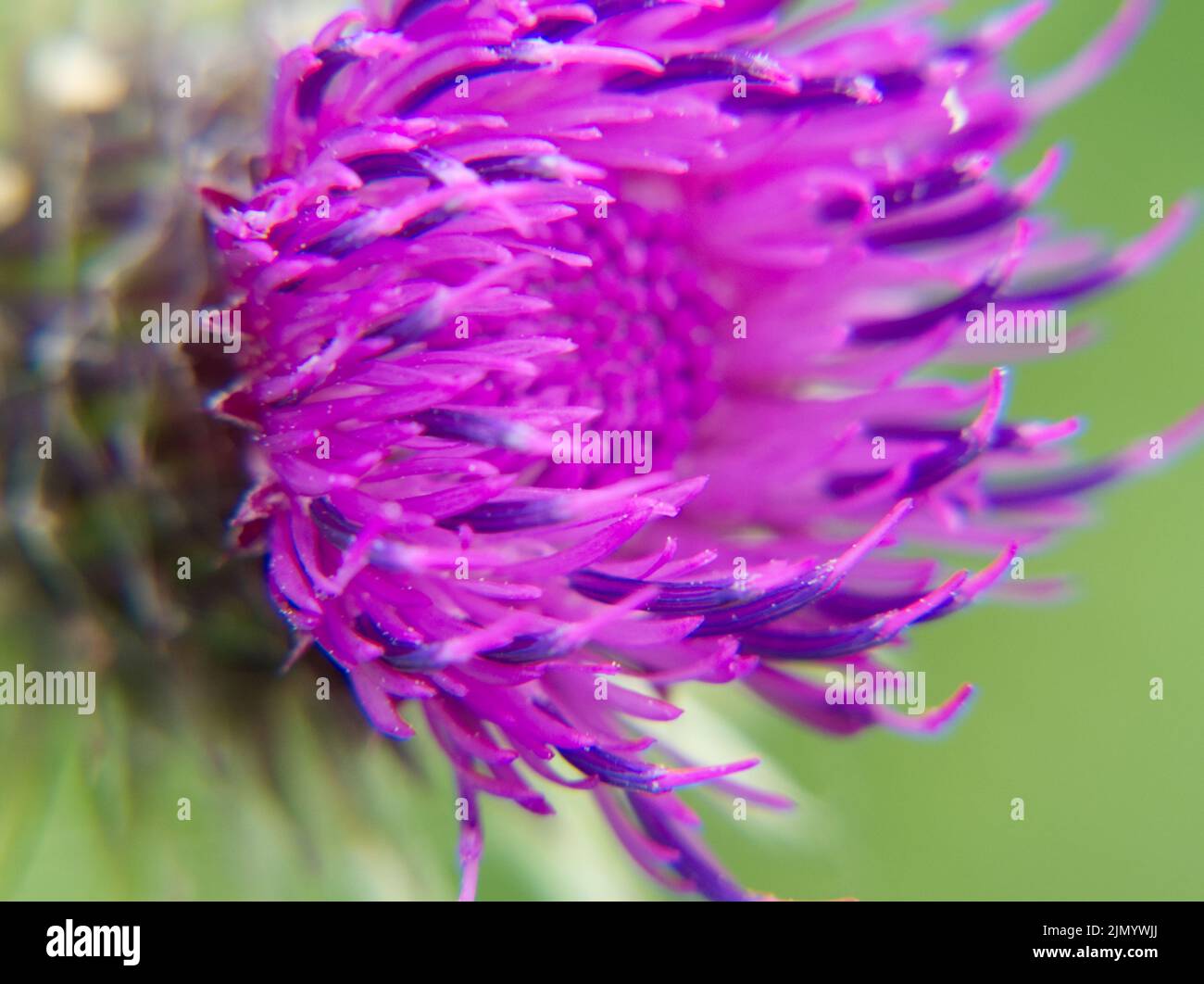 Curled thistle flower June 2022 Stock Photo - Alamy
