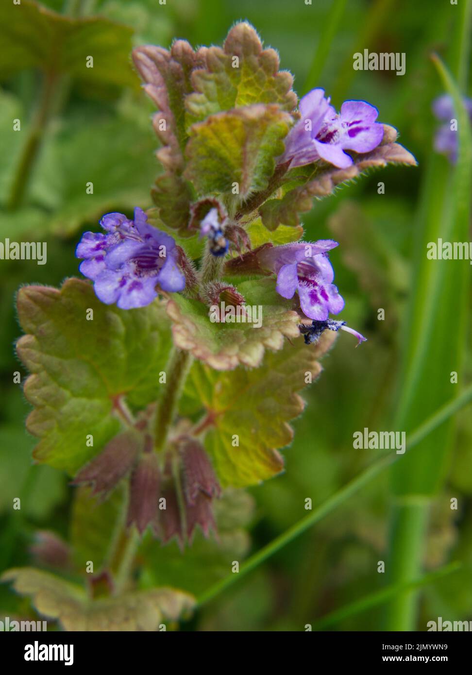 Ground ivy flower June 2022 Stock Photo - Alamy