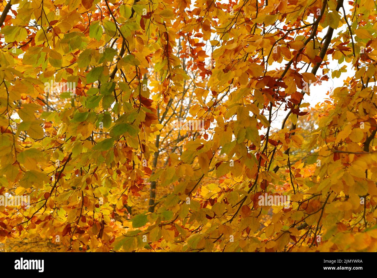 Autumn ochre leaves in the forest Stock Photo - Alamy