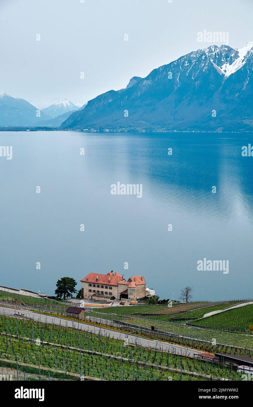 The landscape of vineyard terrace in region of Lavaux in Switzerland ...