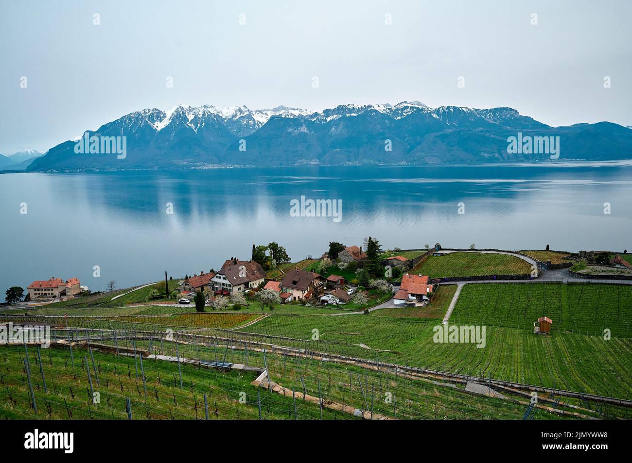 The landscape of vineyard terrace in region of Lavaux in Switzerland ...