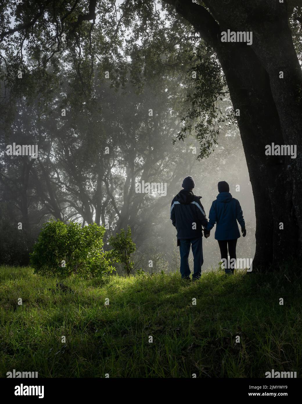 Couple holding hands and standing by the big tree, sunrays shining ...