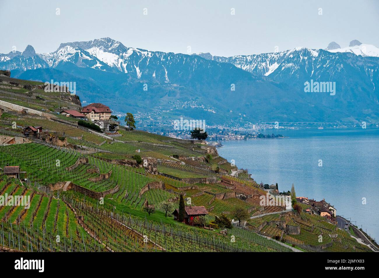 The landscape of vineyard terrace in region of Lavaux in Switzerland ...