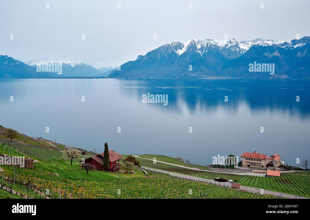 The landscape of vineyard terrace in region of Lavaux in Switzerland ...