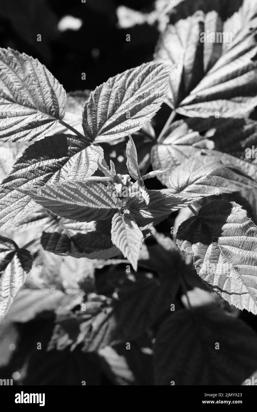 Typical common leafy summer raspberry bush growing in the sunny meadow ...