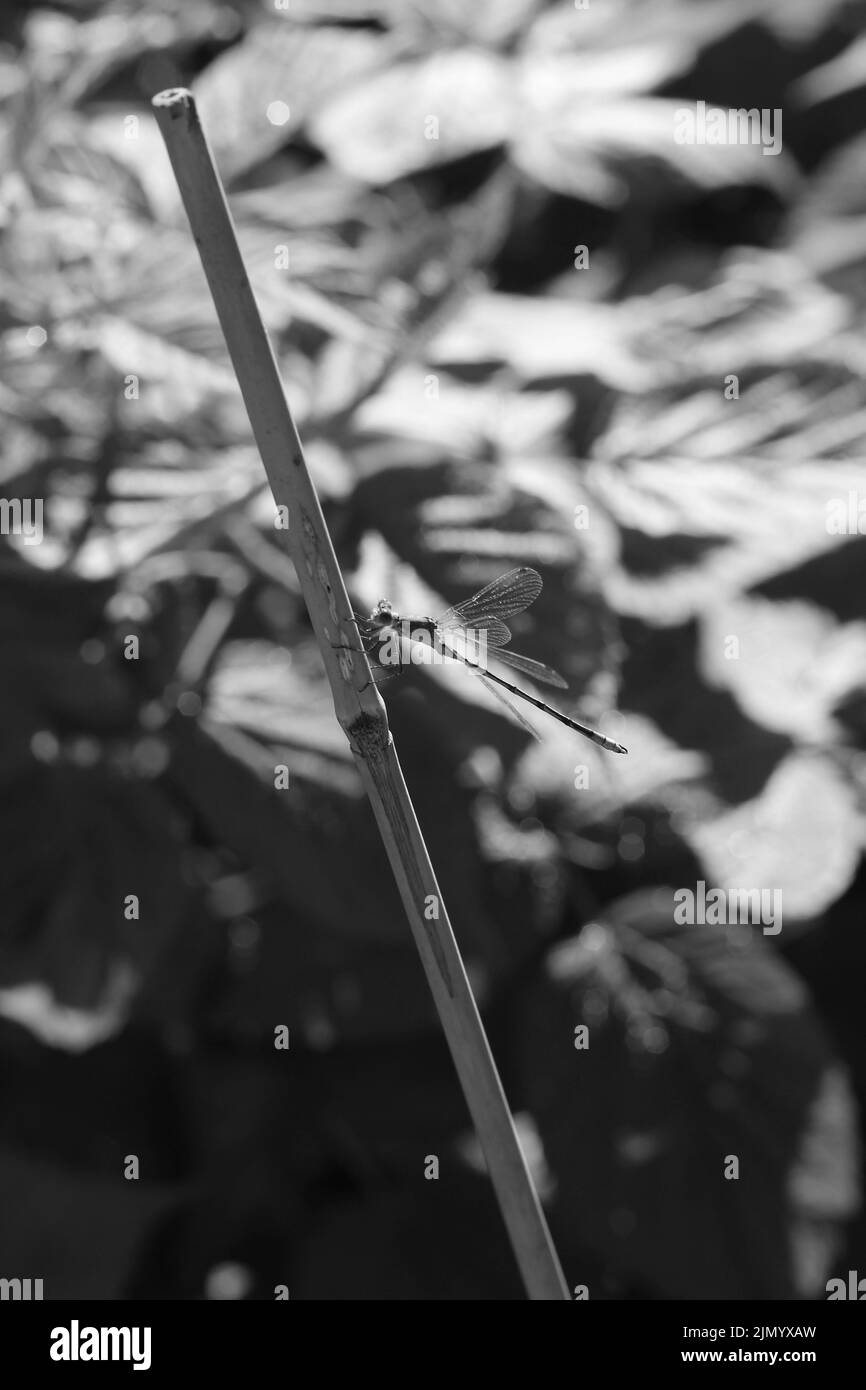 Winged insect character hi-res stock photography and images - Alamy