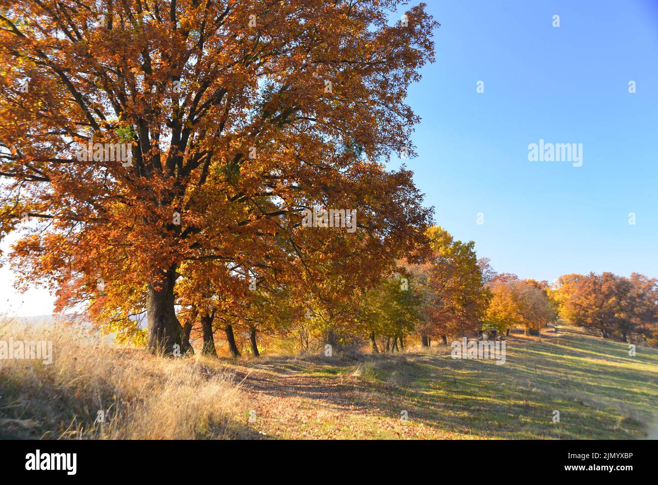 Sideways path of oak trees in autumn ochre colors Stock Photo - Alamy