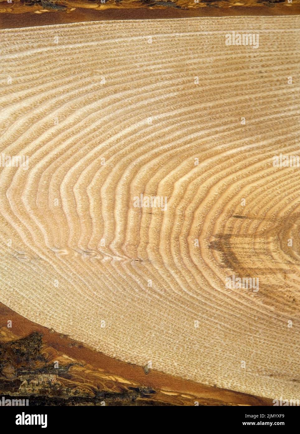 Texture of natural ash wood with a piece of bark Stock Photo - Alamy