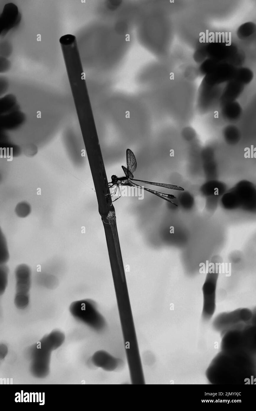 Single wild dragonfly bug resting on a pole in the summer meadow in ...