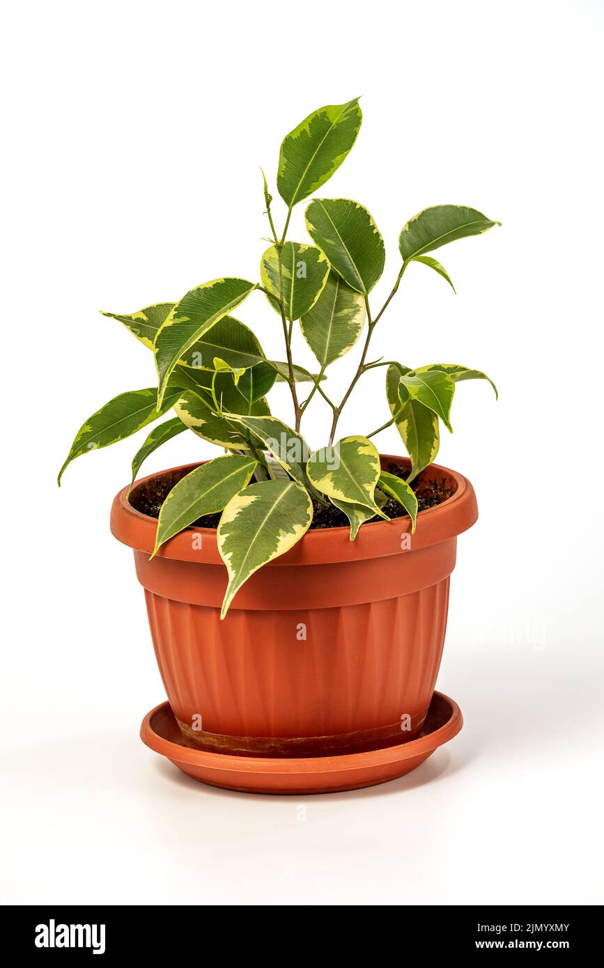 Ficus benjamina in pot. Houseplant weeping fig, benjamin fig, ficus ...