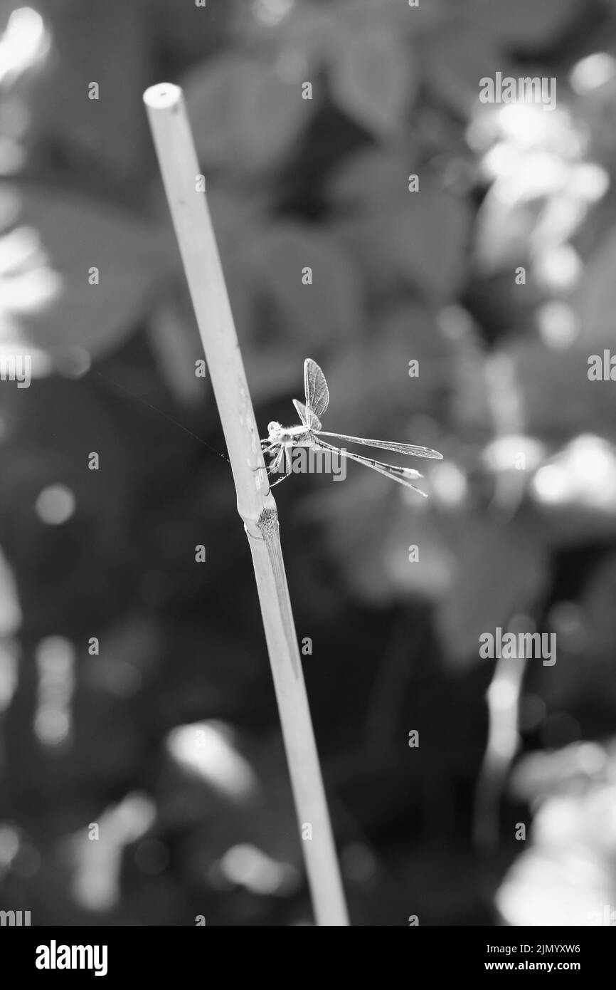 Single wild dragonfly bug resting on a pole in the summer meadow in ...
