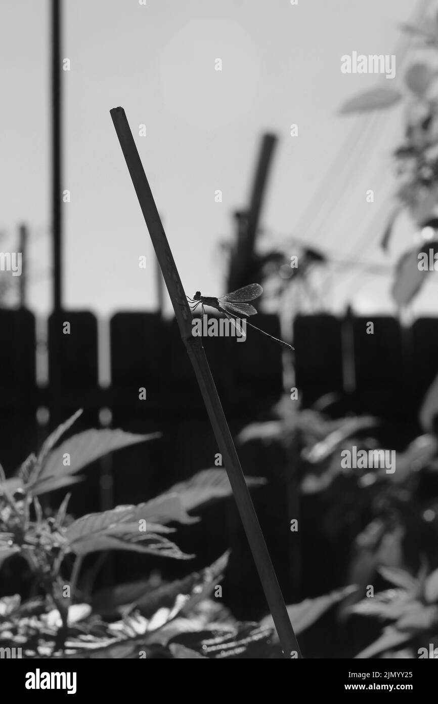 Single wild dragonfly bug resting on a pole in the summer meadow in ...