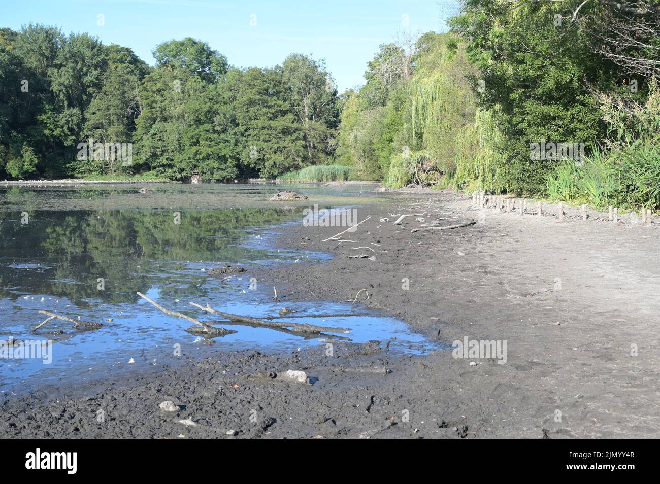 The effects of drought on a Pond in Reigate, Surrey during the hot ...