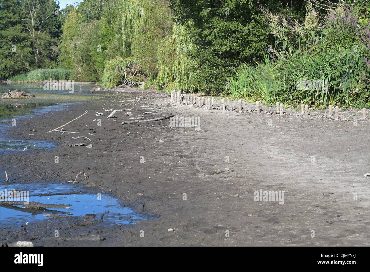 The effects of drought on a Pond in Reigate, Surrey during the hot ...