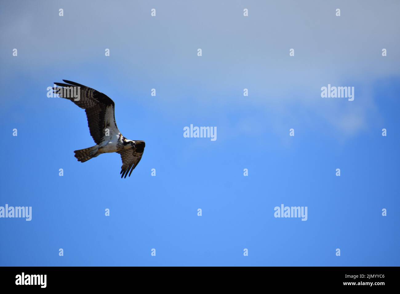 Osprey bird flying with his wings folded as he flies Stock Photo - Alamy