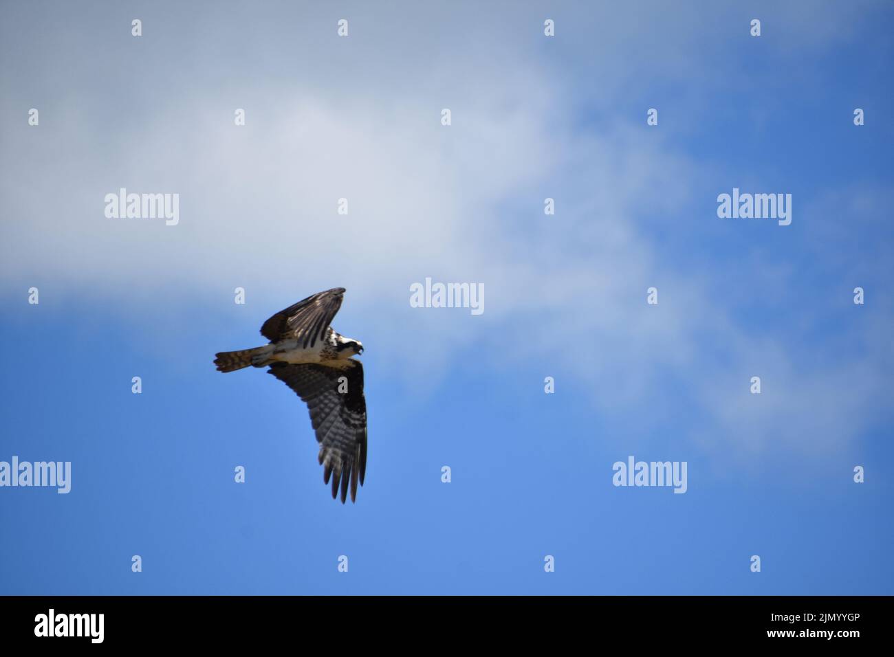 Osprey with wings flapping in flight on a beautiful summer day Stock ...